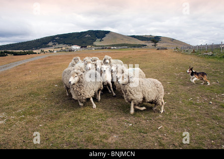 Shepherd and Sheep Dog Herding, patagonia Chile Stock Photo - Alamy