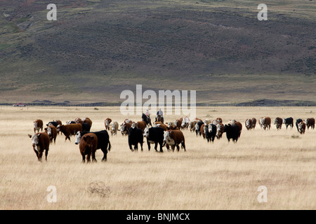 Chile South America March 2009 Chilean Patagonia cows cattle grassland ...