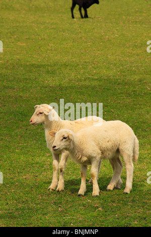 Sheep on the farm Stock Photo - Alamy