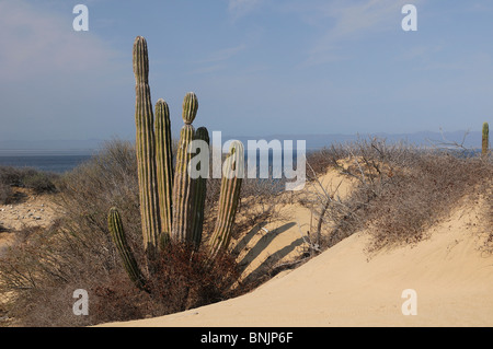 Beach, El Sargento, near La Paz, Baja California, Mexico Stock Photo ...
