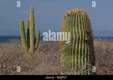 Isla Cerralvo landscape cactuses cactus beach sand sea La Ventana Bay ...