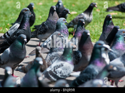 Lots of pigeons outside waiting for food from people and children in ...