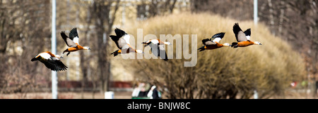 A pair Ruddy Shelduck or Brahminy Duck (Tadorna ferruginea Stock Photo ...