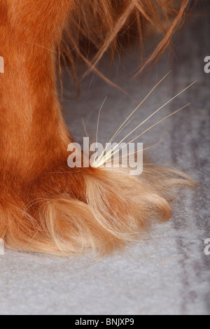 Grass awn between toes, dog's paw, Cavalier King Charles Spaniel, ruby ...