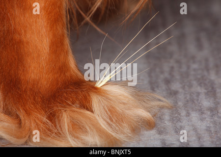 Grass awn between toes, dog's paw, Cavalier King Charles Spaniel, ruby ...