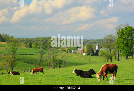 Virginia, USA. Cattle grazing in Blue Ridge Mountains, in fall Stock ...