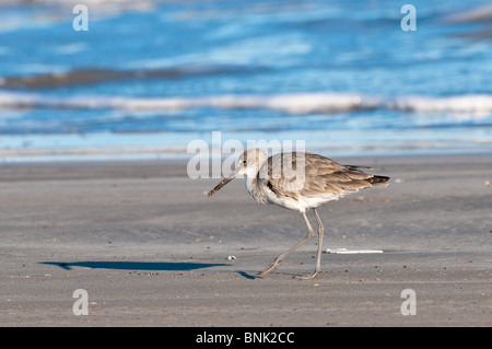 Texas, Padre Island. Sandpiper Actitis hypoleucos at Padre Island ...