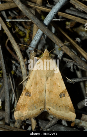 Bordered straw moth (Heliothis peltigera) with hind wings visible. An ...
