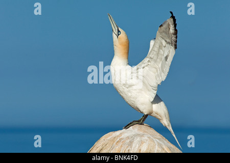Gannet flapping wings Stock Photo - Alamy