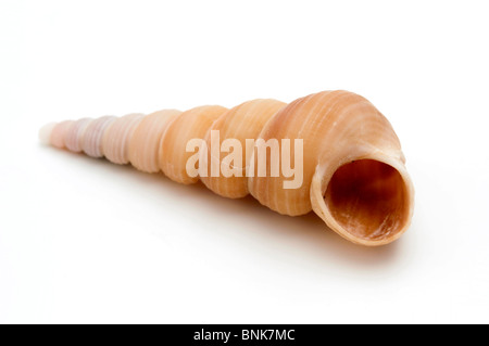 Background of spiral seashell close-up macro isolated on black. Mollusk ...