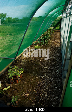 Kedar polytunnel greenhouse with outer bracing in large garden Stock ...