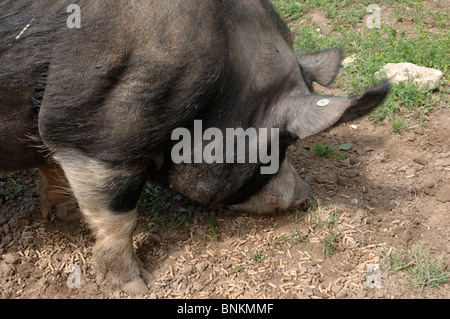 Berkshire boar feeding on nuts in domestic setting Stock Photo - Alamy