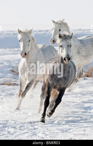 German Riding Ponies Stock Photo - Alamy