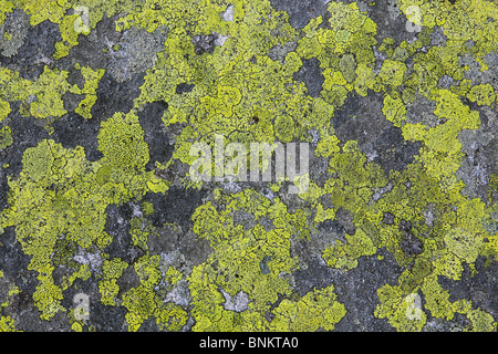 To nightmares Alps mountain mountains detail cliff lichen lichens ...