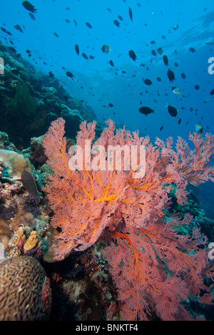 Bright pink sea fan on a tropical coral reef off Bunaken Island in ...