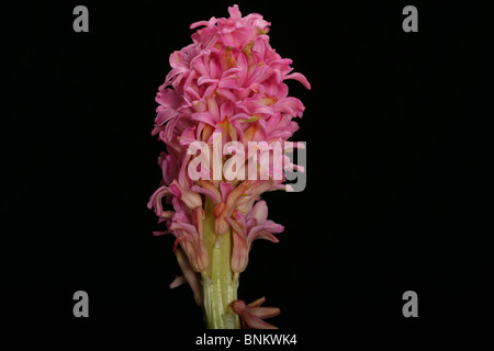 fuchsia hyacinth stem single Stock Photo - Alamy