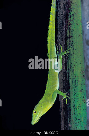 Jamaican Giant Anole Stock Photo - Alamy