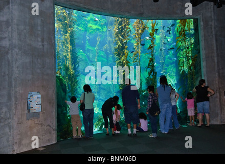 Kelp Forest exhibit at the California Science Center's new Ecosystems ...