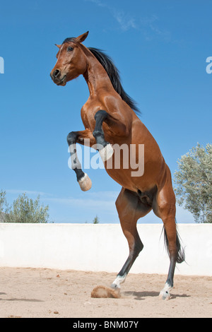 Anglo-Arabian horse. Bay adult stallion showing an extended trot in the ...