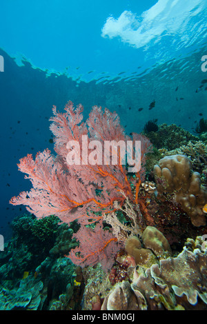 Bright pink sea fan on a tropical coral reef off Bunaken Island in ...