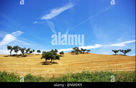 lonely tree at a farm in alentejo the south of Portugal typical ...