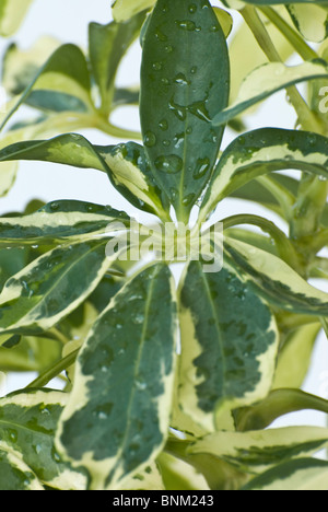 Umbrella tree leaves. The umbrella tree (Schefflera, or Brassaia ...