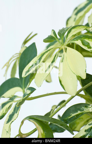 Umbrella tree leaves. The umbrella tree (Schefflera, or Brassaia ...