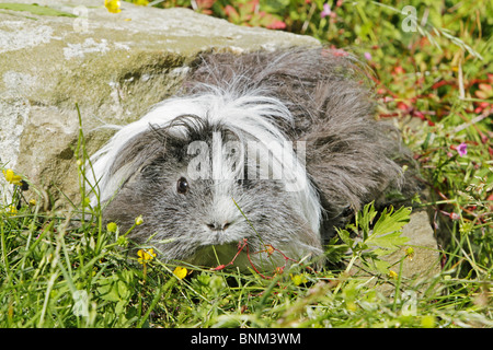 Lunkarya guinea pig stone Stock Photo - Alamy