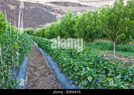 Intercropping, young Nectarine orchard Stock Photo - Alamy