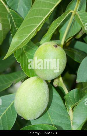 Walnuts hanging on the tree. The green walnut outer shell is breaking ...