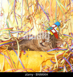 tabby domestic cat - between paper streamers Stock Photo - Alamy