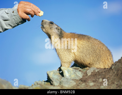 One Alpine Marmot, Marmota marmota, getting filmed or photographed with ...