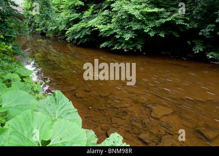 A shady river bank in the Scottish Borders Stock Photo - Alamy