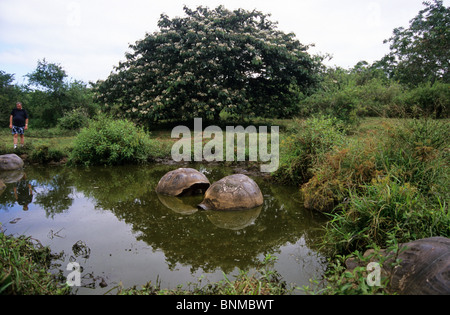 A small tortoise on Galapagos islands, Ecuador Stock Photo - Alamy