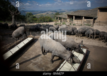 Spanish Iberian pigs drink whey Stock Photo - Alamy