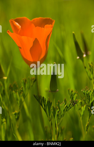 Rural California Spring scenes Stock Photo - Alamy