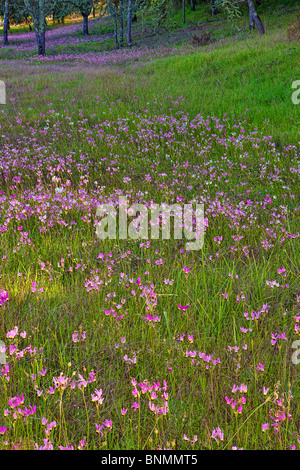 Rural California Spring scenes Stock Photo - Alamy