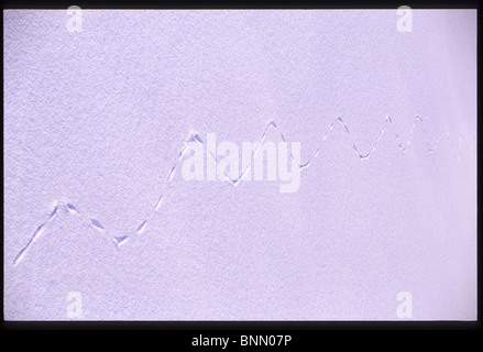Weasel tracks in snow Stock Photo - Alamy