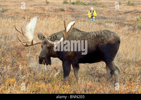 Person photographs a large bull moose approaching a cow moose during ...
