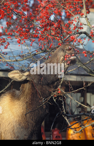 a pumpkin decorated on halloween Stock Photo - Alamy