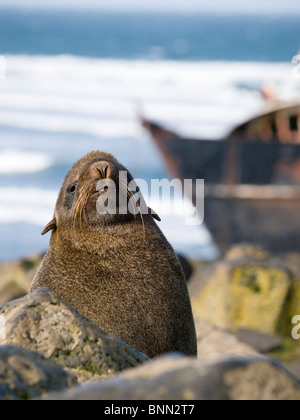seal in the water near the shore closeup outdoor Stock Photo - Alamy