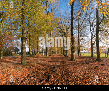 Netherlands Holland Utrecht Hees Soestdijk Landscape Forest Wood Trees ...