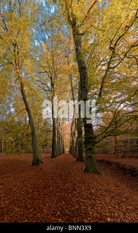 Netherlands Holland Utrecht Hees Soestdijk Landscape Forest Wood Trees ...