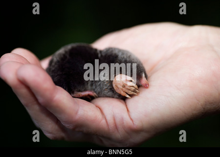Close-up of Hairy-Tailed Mole - Brevard, North Carolina, USA Stock ...
