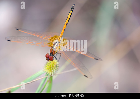 Ngezi National Park Stock Photo - Alamy