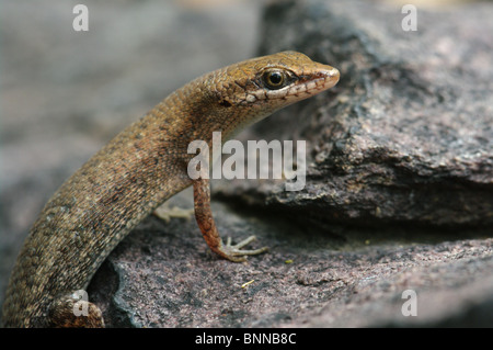 A Two-spined Rainbow Skink (Carlia amax) perching on a rock at Robin ...