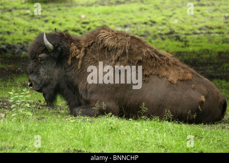 European bison Bison bonasus Highland Wildlife Park Scotland UK Stock ...