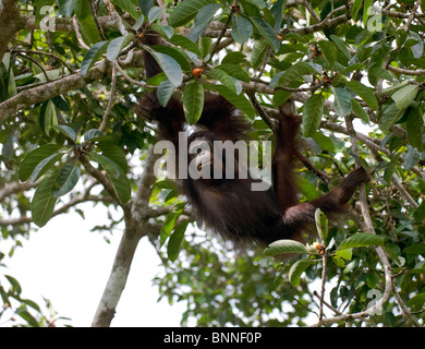 Male Orangutan in rainforest showing huge muscles Stock Photo - Alamy