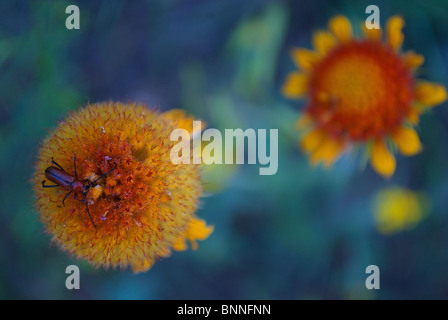 Red Flat Bark Beetle (Cucujus clavipes Stock Photo - Alamy