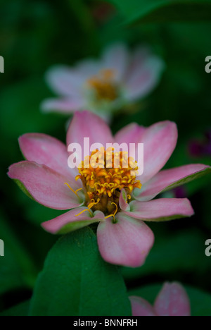A miniature white zinnia flower in a Florida backyard Stock Photo - Alamy